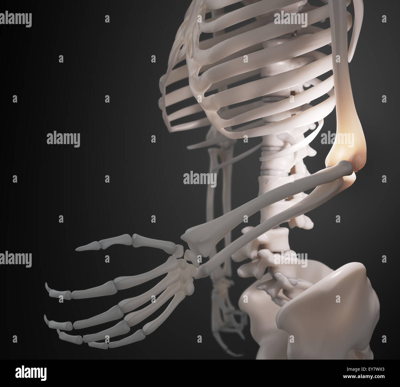 Squelette humain - l'anatomie du bras et du coude Photo Stock - Alamy