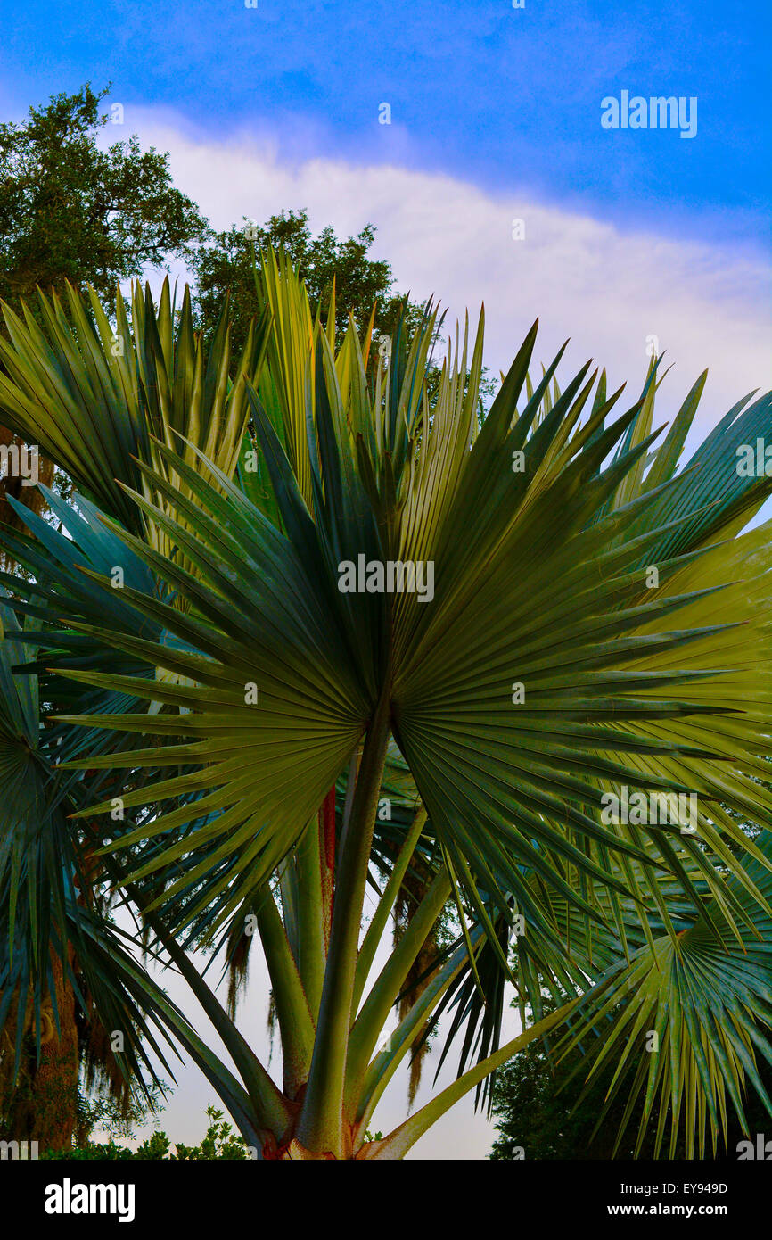 île de mayotte Banque de photographies et d’images à haute résolution ...