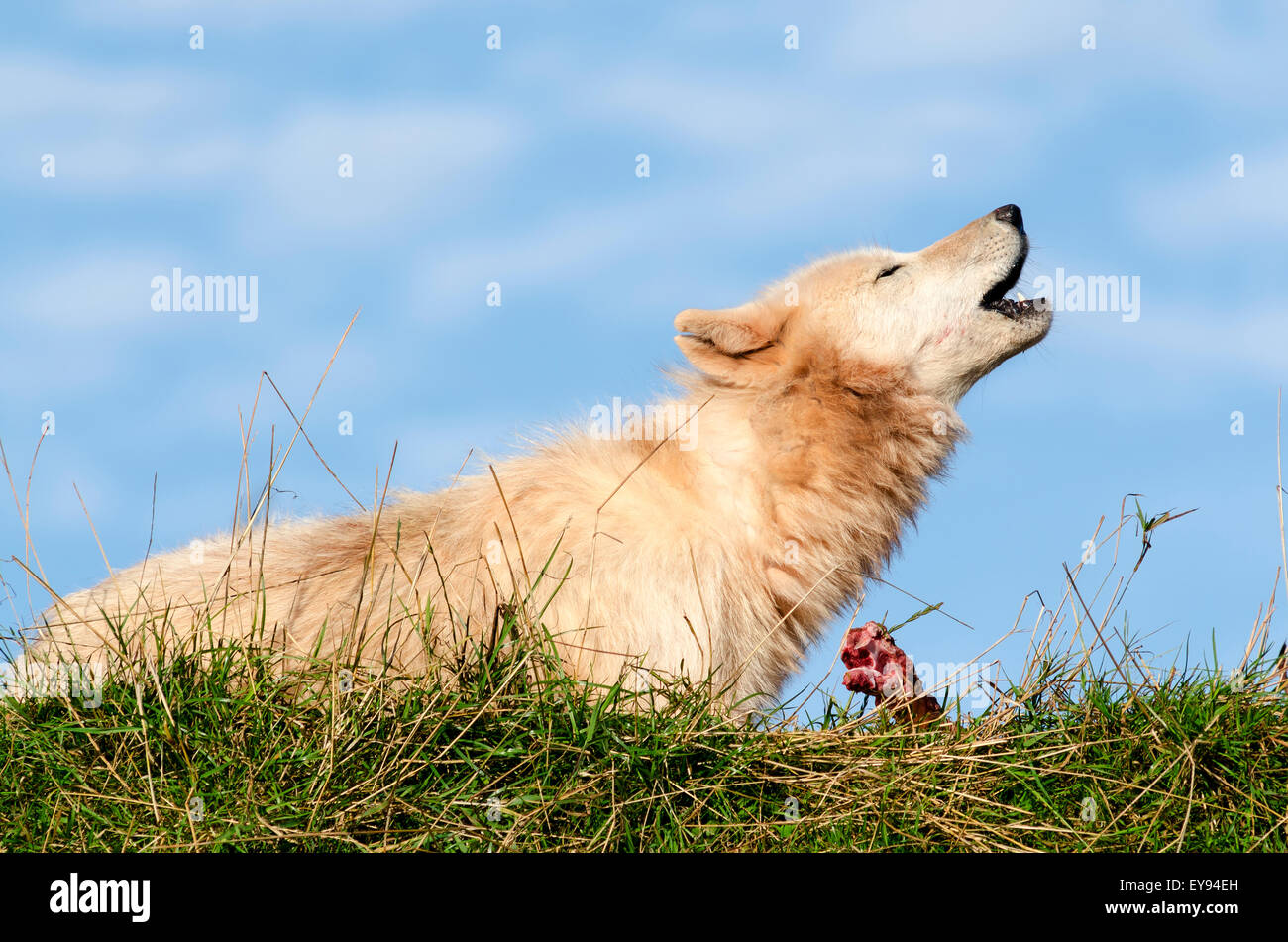 Un loup arctique Canis lupus arctos, hurlant Photo Stock - Alamy
