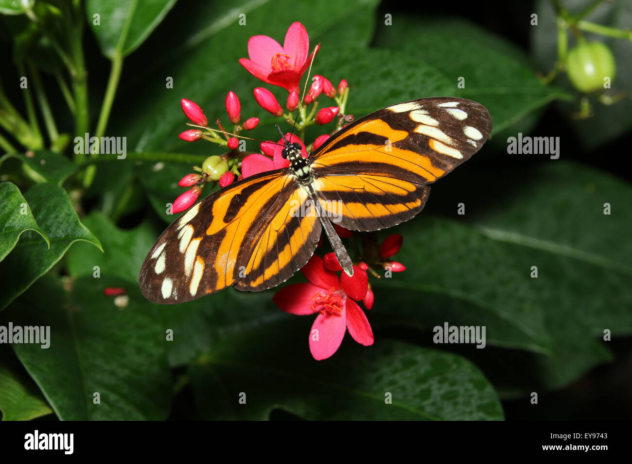 Papillon. Isabella's Longwing ou Isabella's Heliconian (Eueides ...