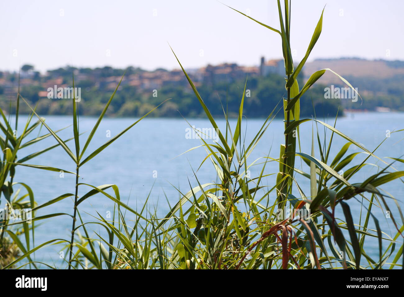 Rive du lac avec des roseaux Banque de photographies et d’images à haute résolution - Page 11 ...