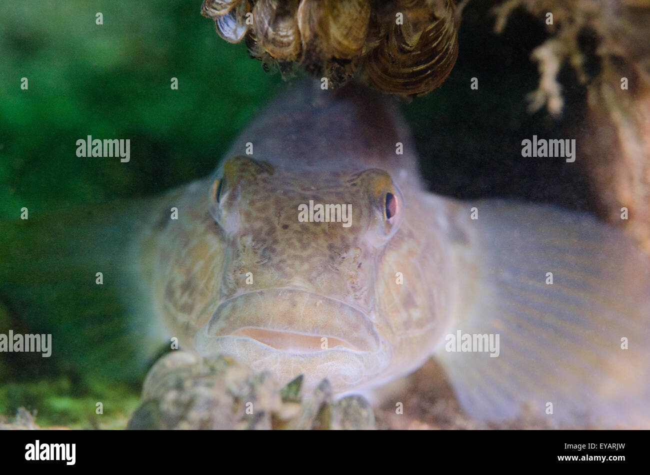 Poisson rond Banque de photographies et d’images à haute résolution - Alamy