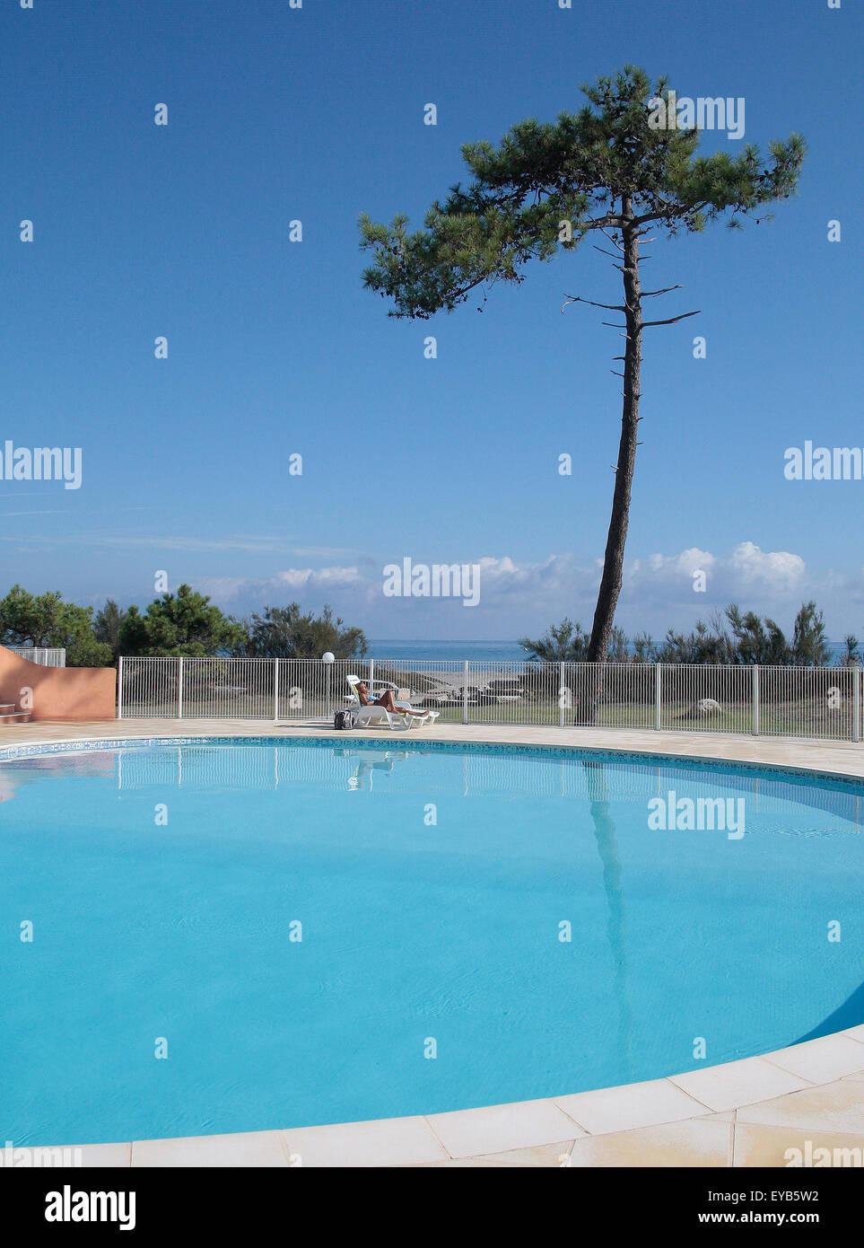 Arbre généalogique et piscine, sur la mer en Corse, France Photo Stock ...