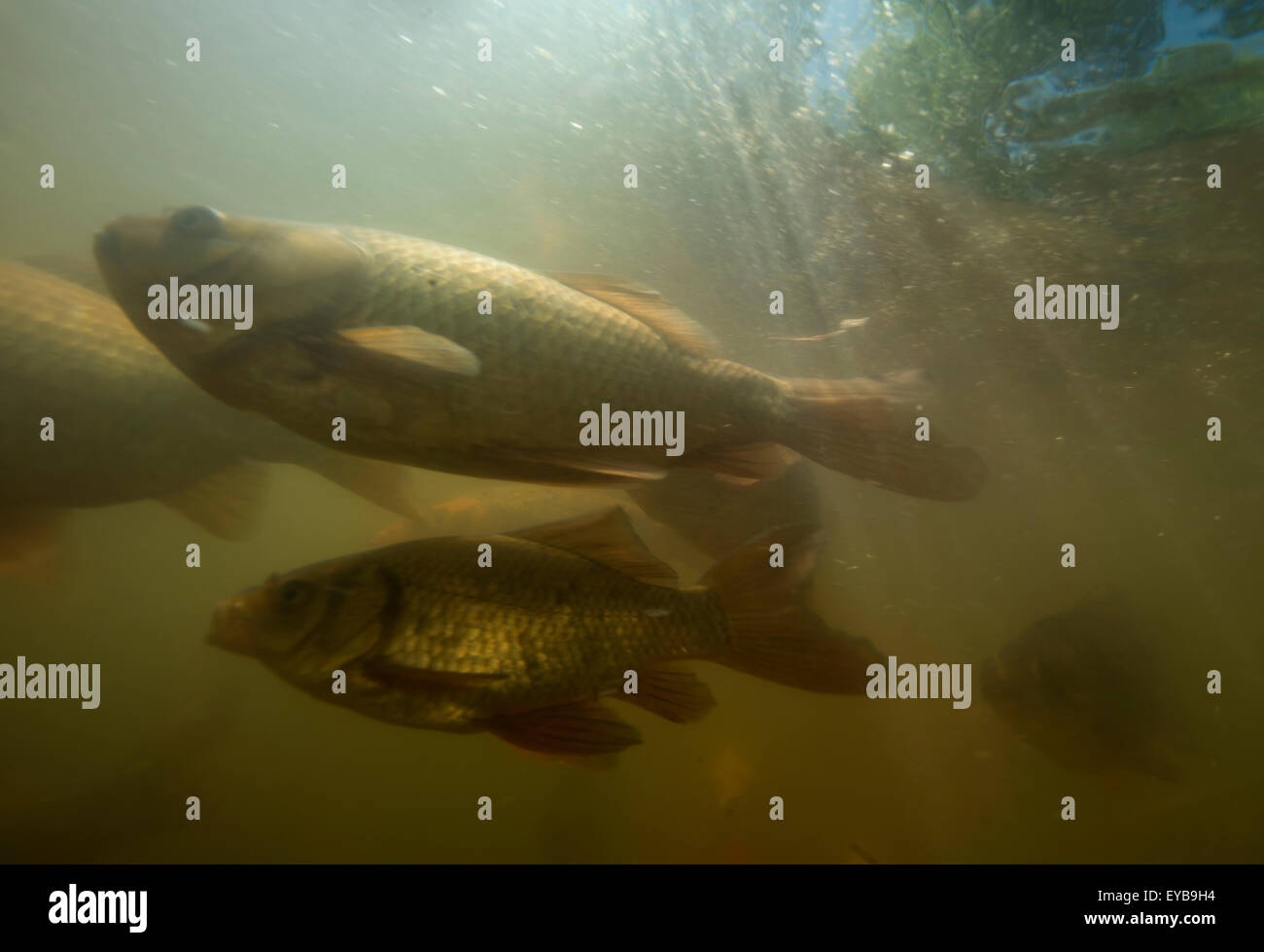 La carpe koï, poisson rouge, ou dans un étang, Göteborg, Suède Photo ...