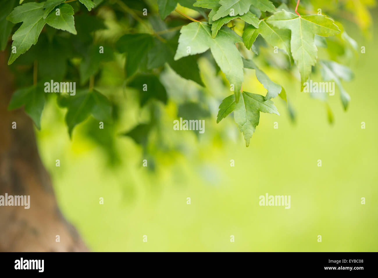 Acer buergerianum Banque de photographies et d’images à haute ...