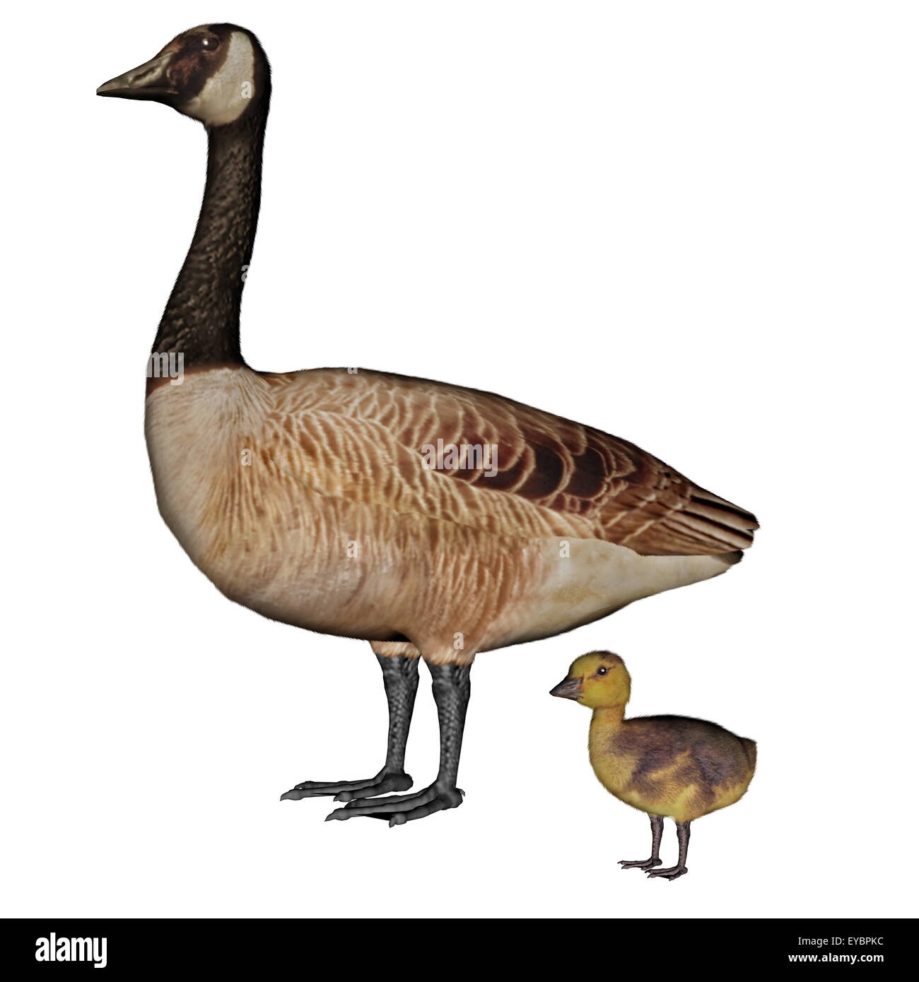 La bernache du Canada, Branta canadensis, mère et l'enfant isolé en ...