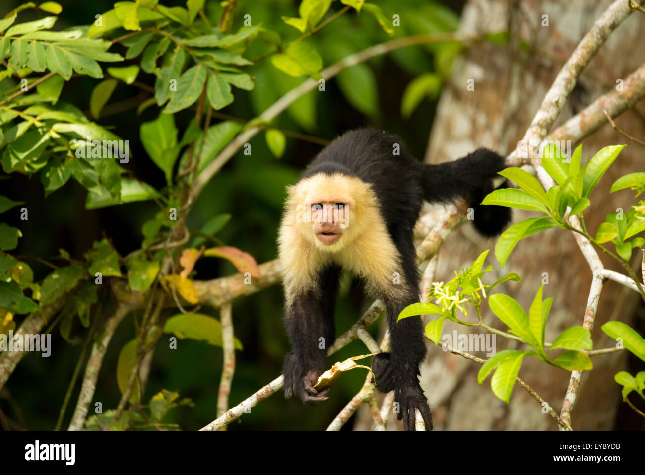 Singe capucin grimpant Banque de photographies et d’images à haute ...