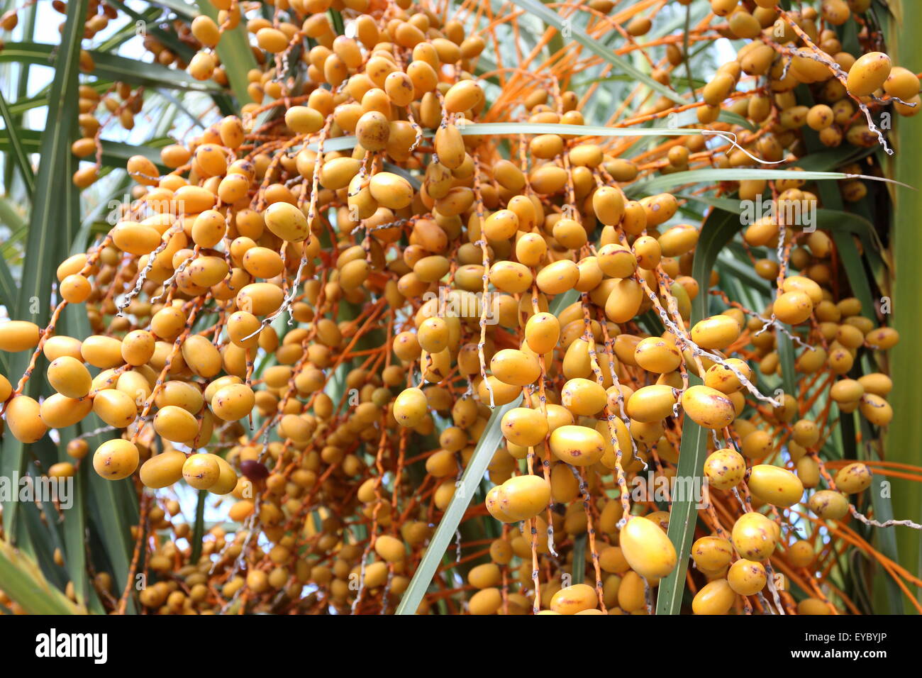 Butia capitata ou également connu sous le nom de palm tree fruits sur ...