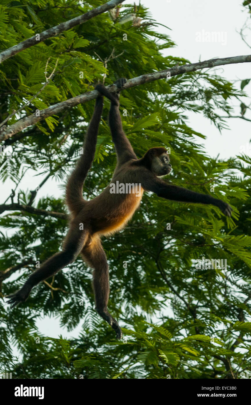 Singe-araignée, Tortuguero, Costa Rica Photo Stock - Alamy