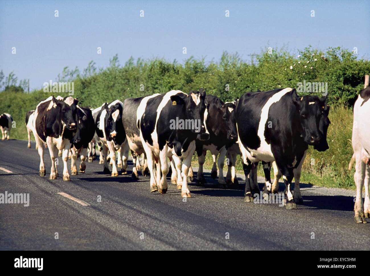Les bovins de race Frisonne ; Vaches revenant de la traite Photo Stock ...