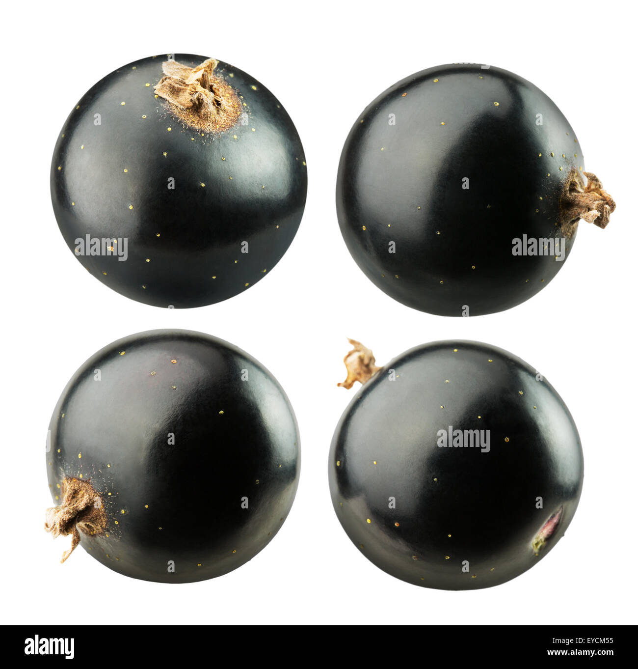 Cassis noir Banque de photographies et d’images à haute résolution - Alamy