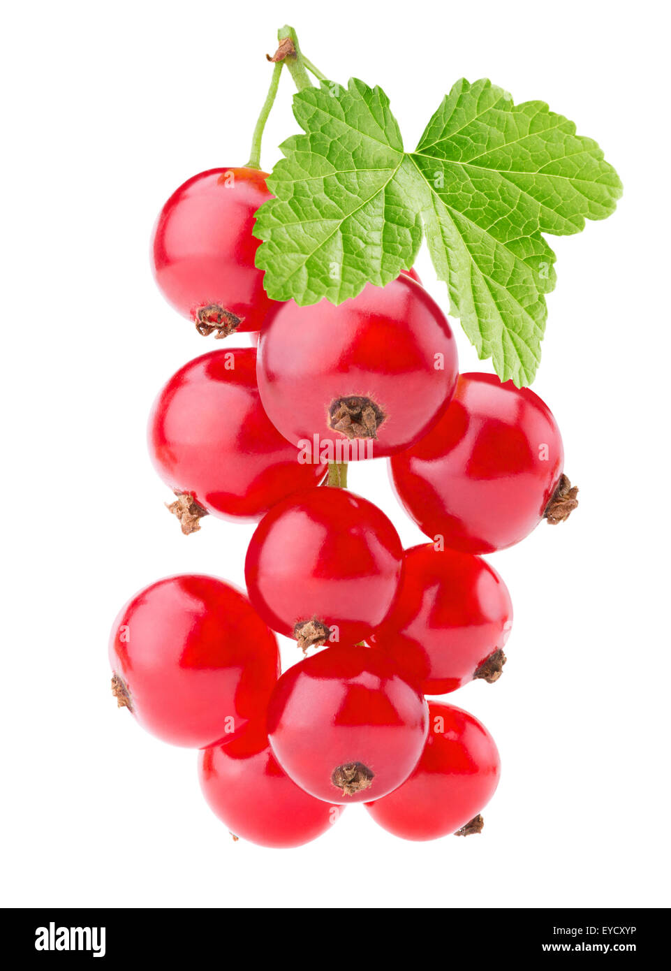 Groseille rouge Banque de photographies et d’images à haute résolution ...