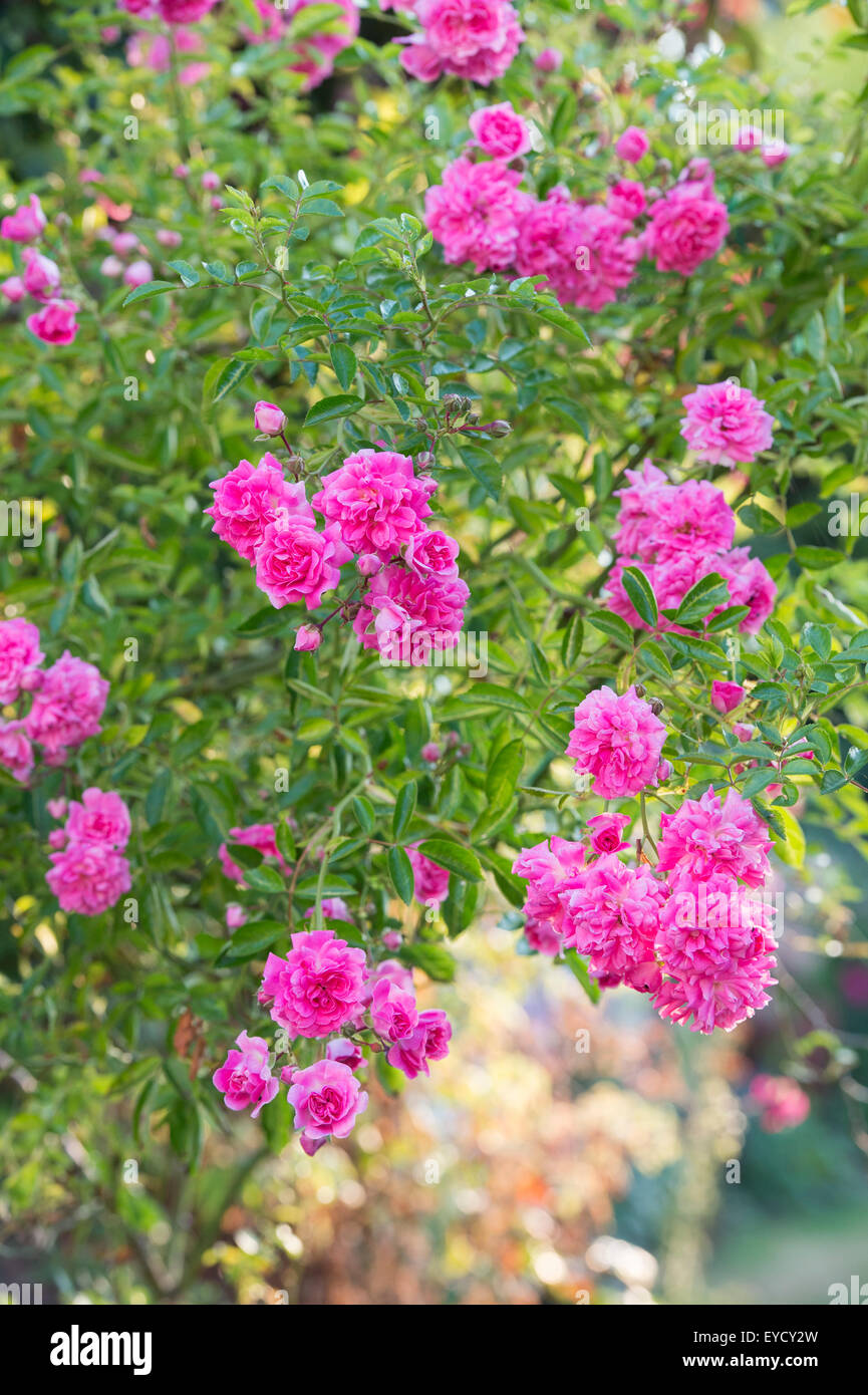 Dorothy rose Banque de photographies et d’images à haute résolution - Alamy