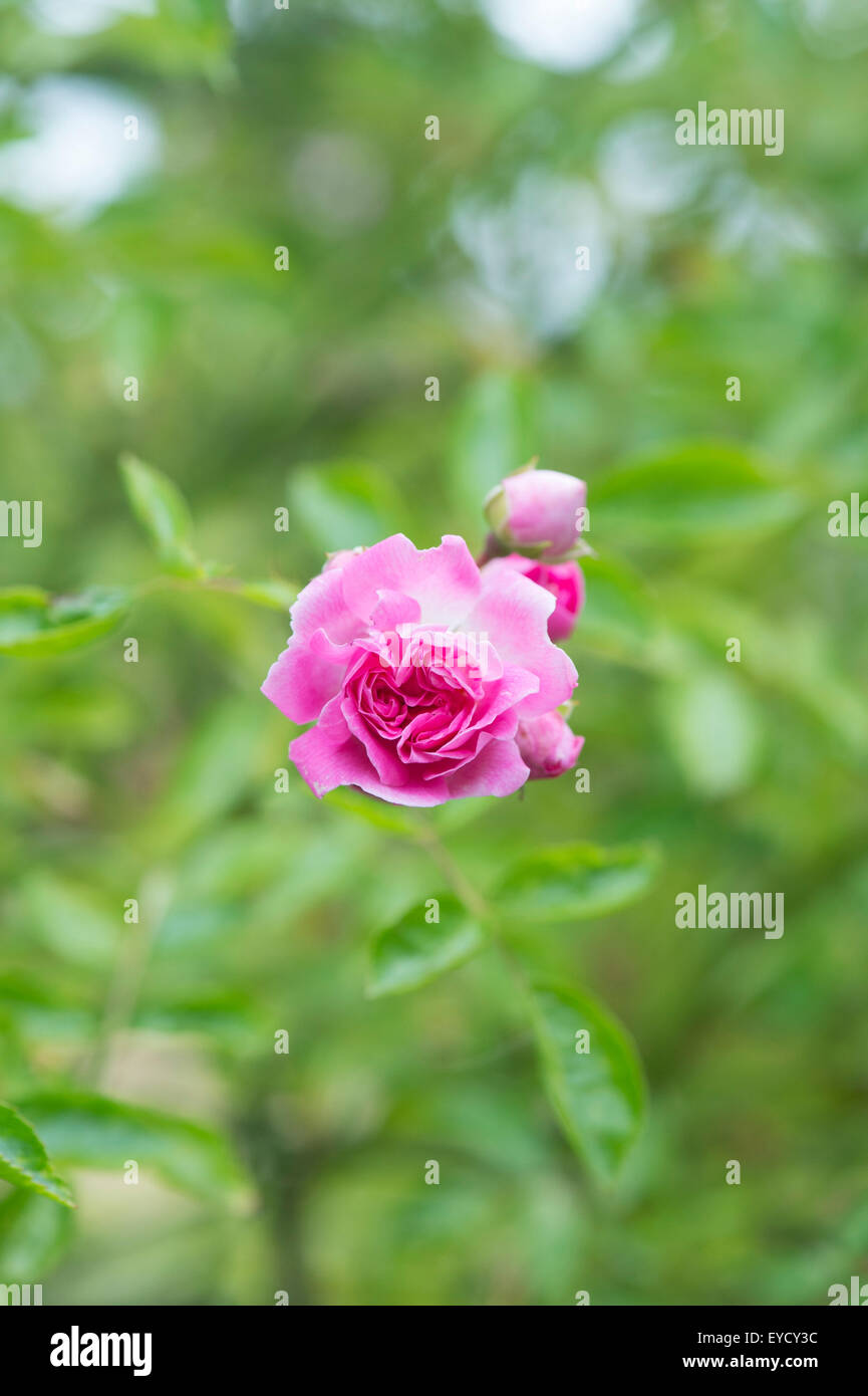 Dorothy rose Banque de photographies et d’images à haute résolution - Alamy