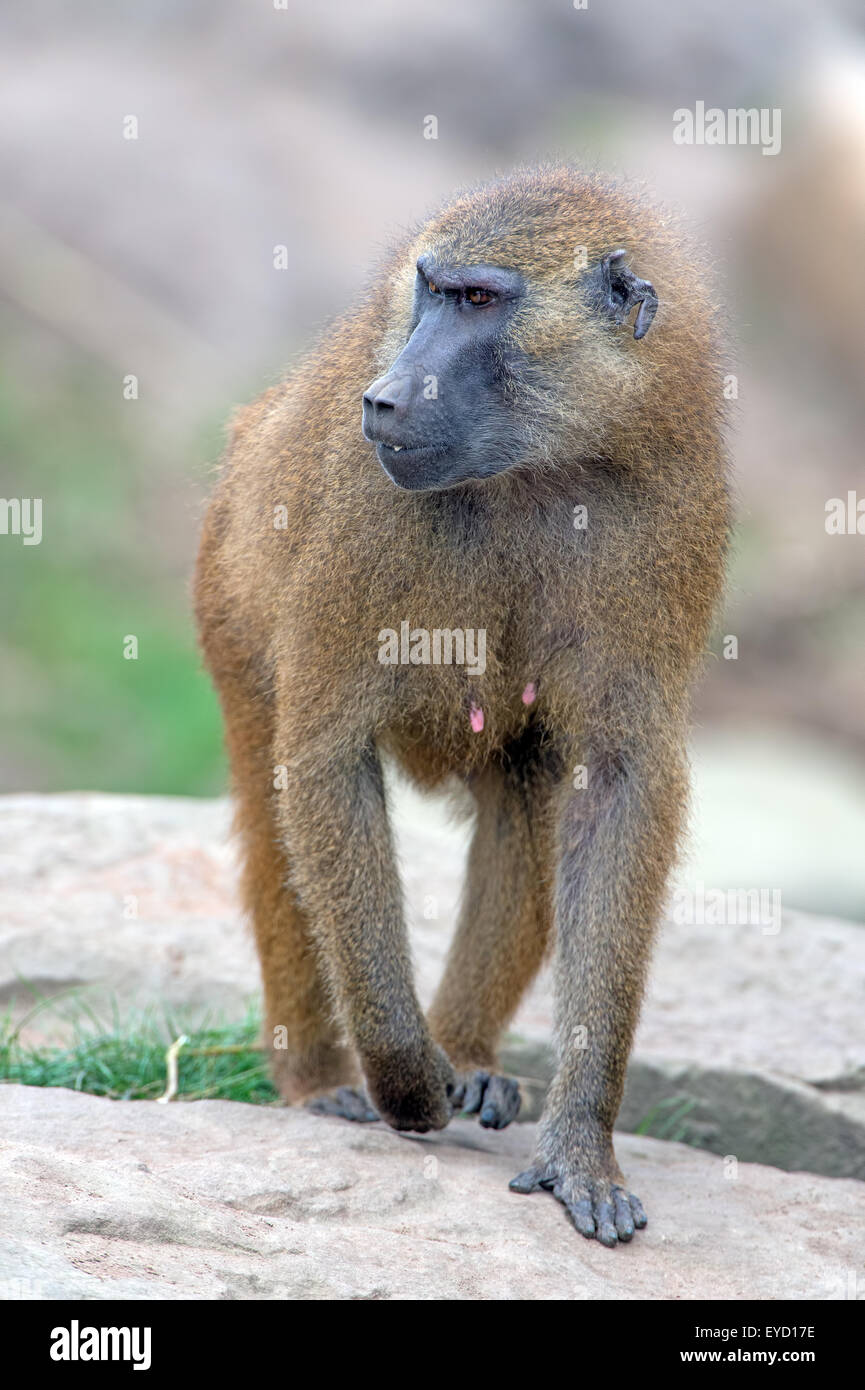 Babouin de guinée papio papio Banque de photographies et d’images à ...