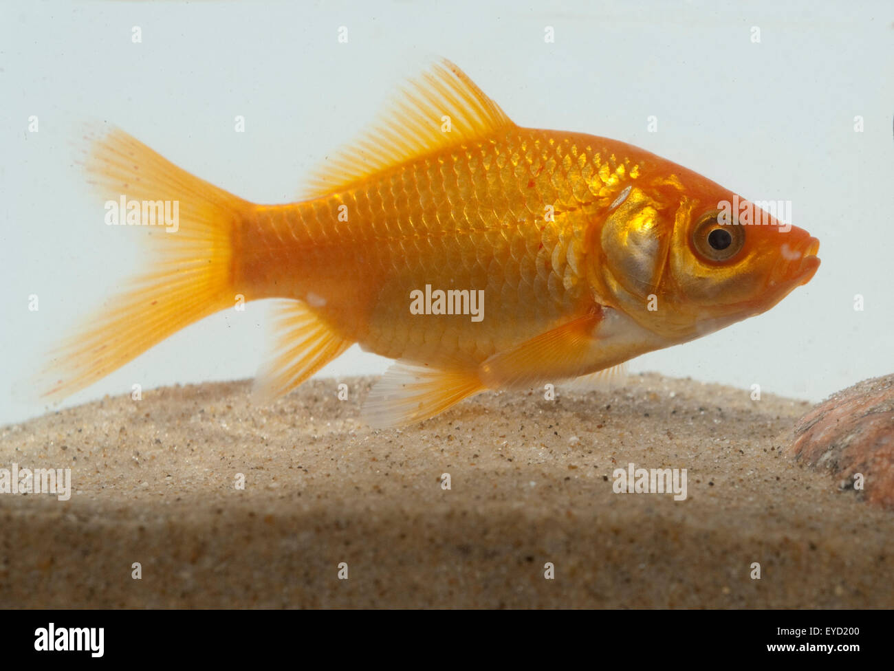 Carassius auratus Banque de photographies et d’images à haute ...