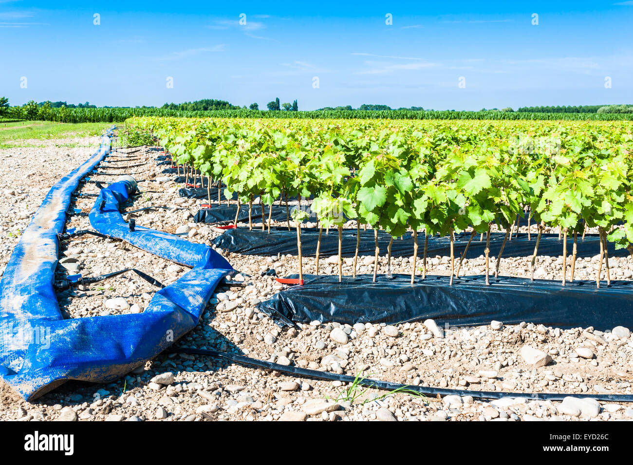 Tube de vigne Banque de photographies et d’images à haute résolution ...