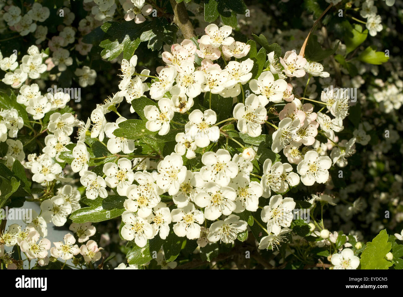Crataegus commun monogyna Banque de photographies et d’images à haute ...