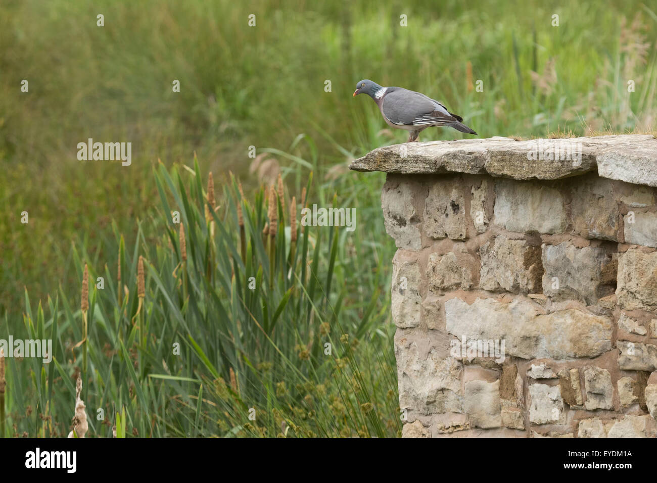 Ramier pigeon ramier urbain la faune jardin Banque de photographies et ...