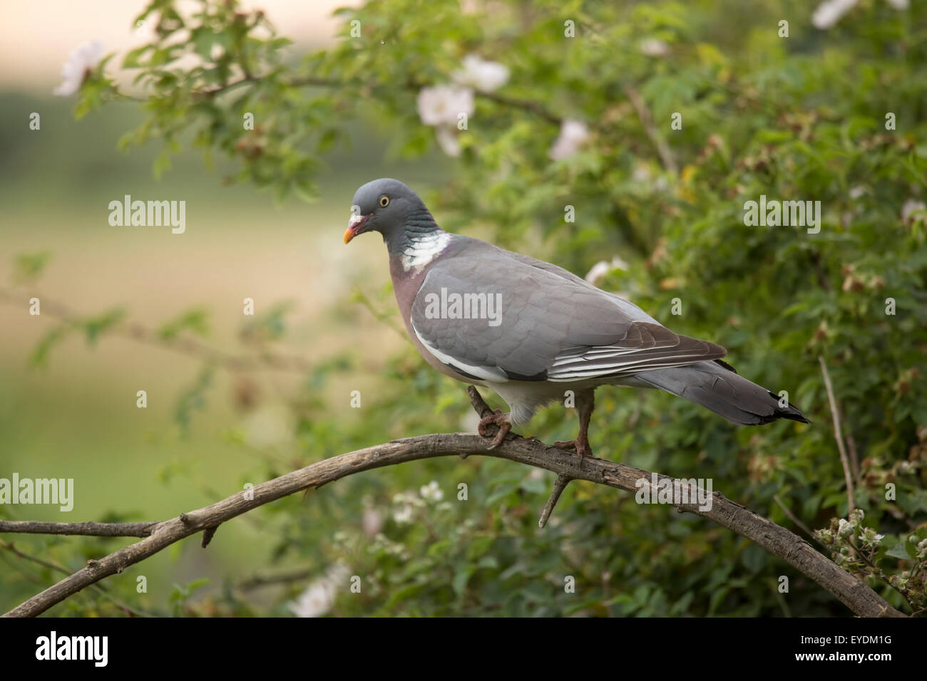 Pigeons ramiers Banque de photographies et d’images à haute résolution ...