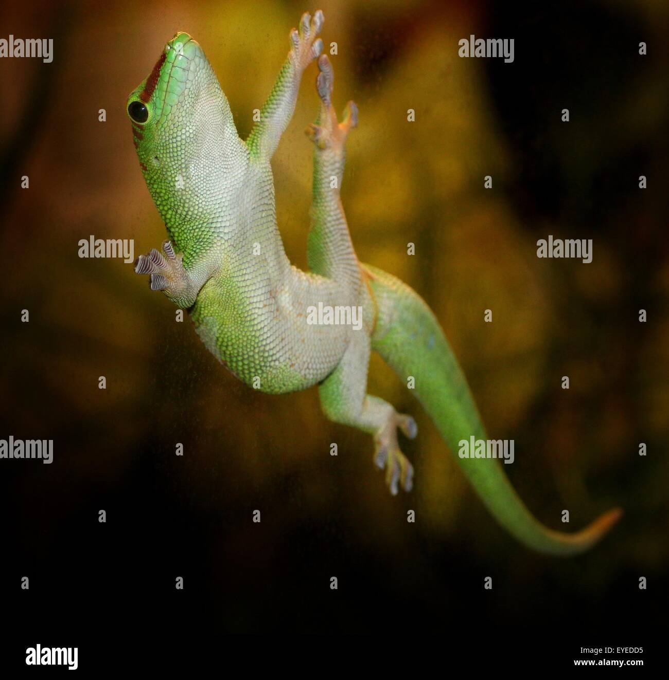 Gecko ceiling Banque de photographies et d’images à haute résolution ...