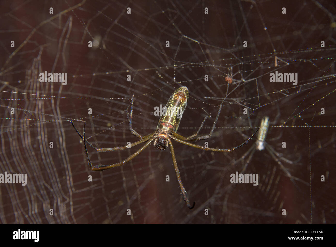 Nephila clavipes golden silk orbweaver Banque de photographies et d ...