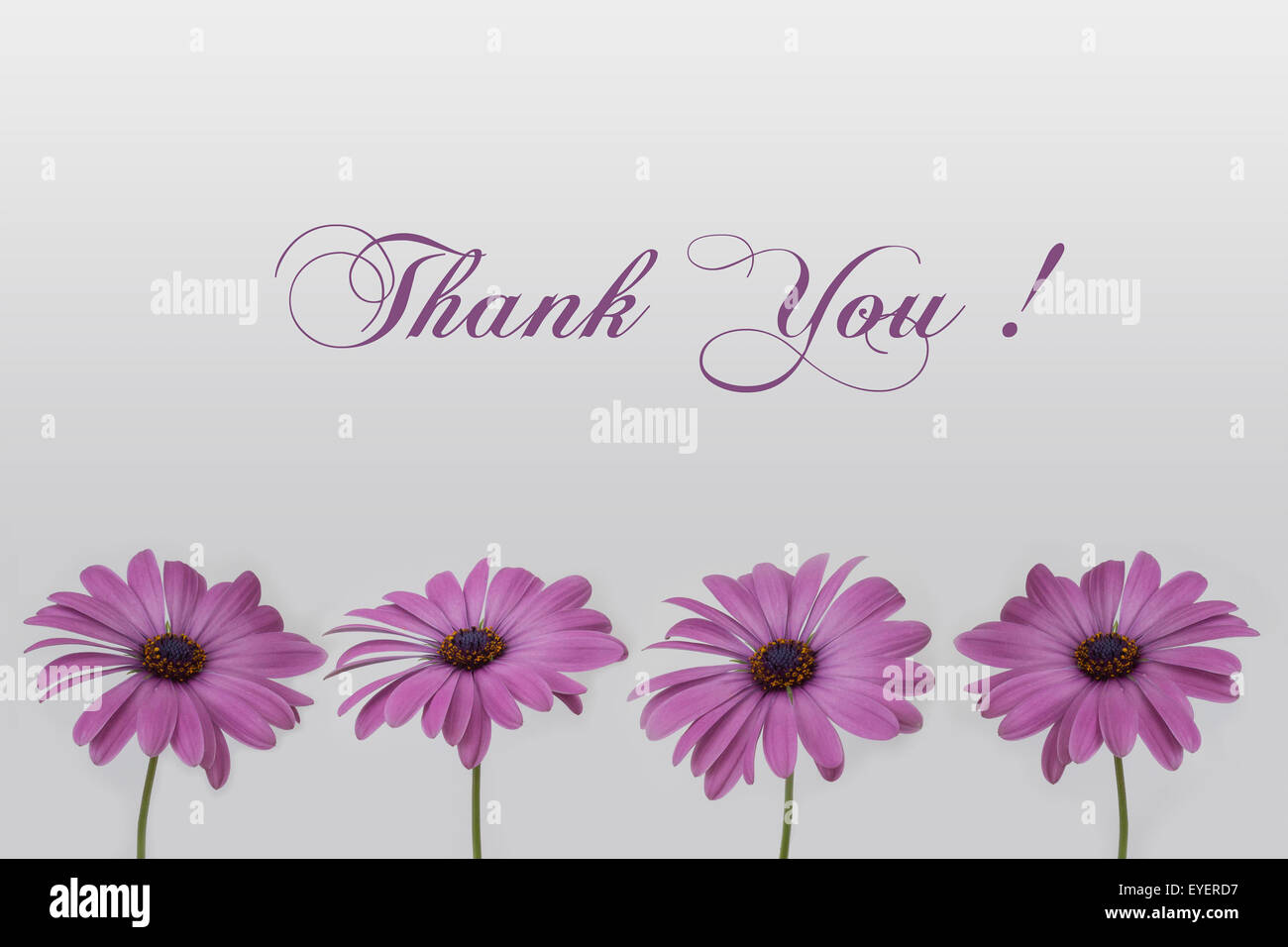Thank you card pink flowers Banque de photographies et d’images à haute ...