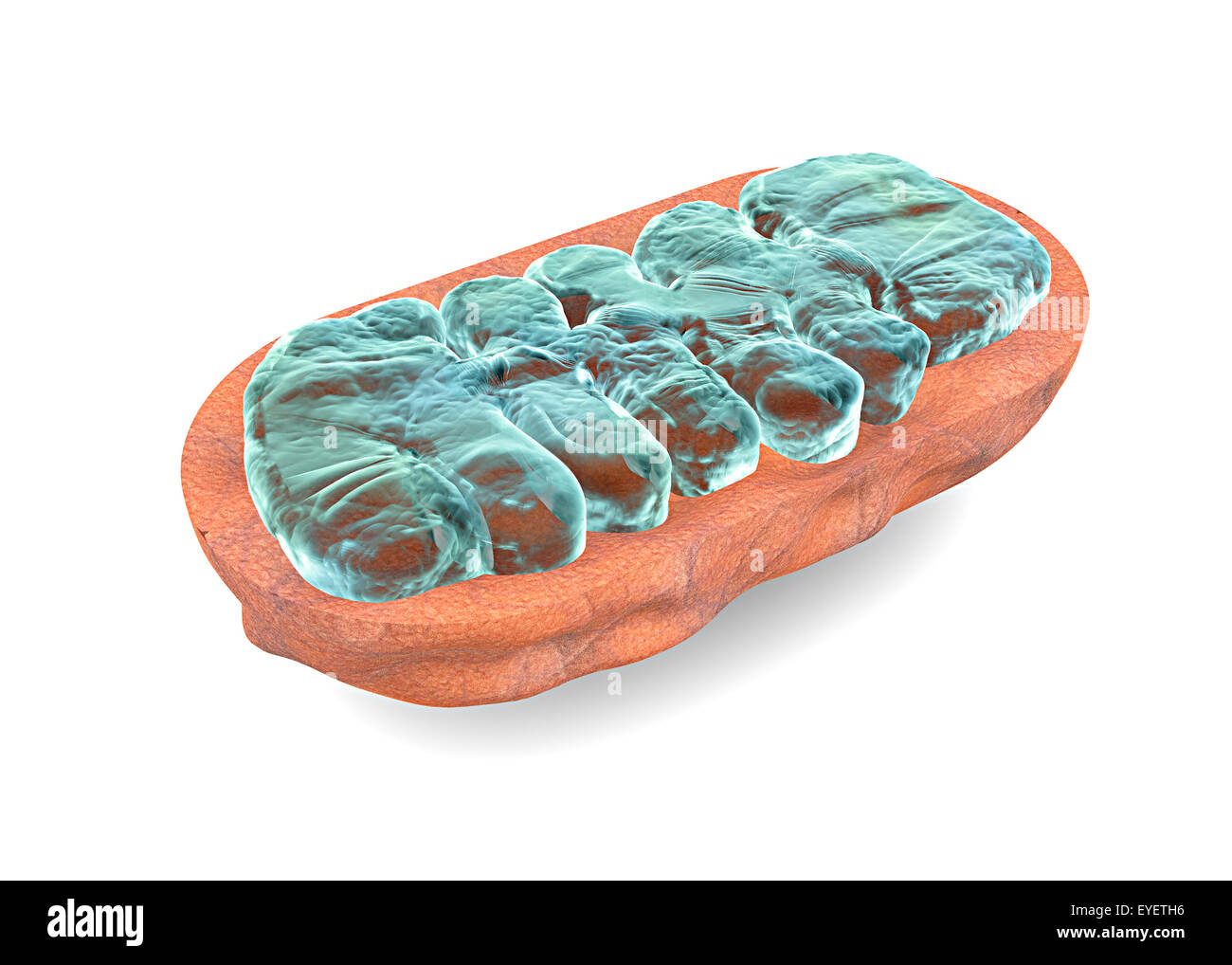 Section d'une mitochondrie vue depuis le microscope, cell Photo Stock ...