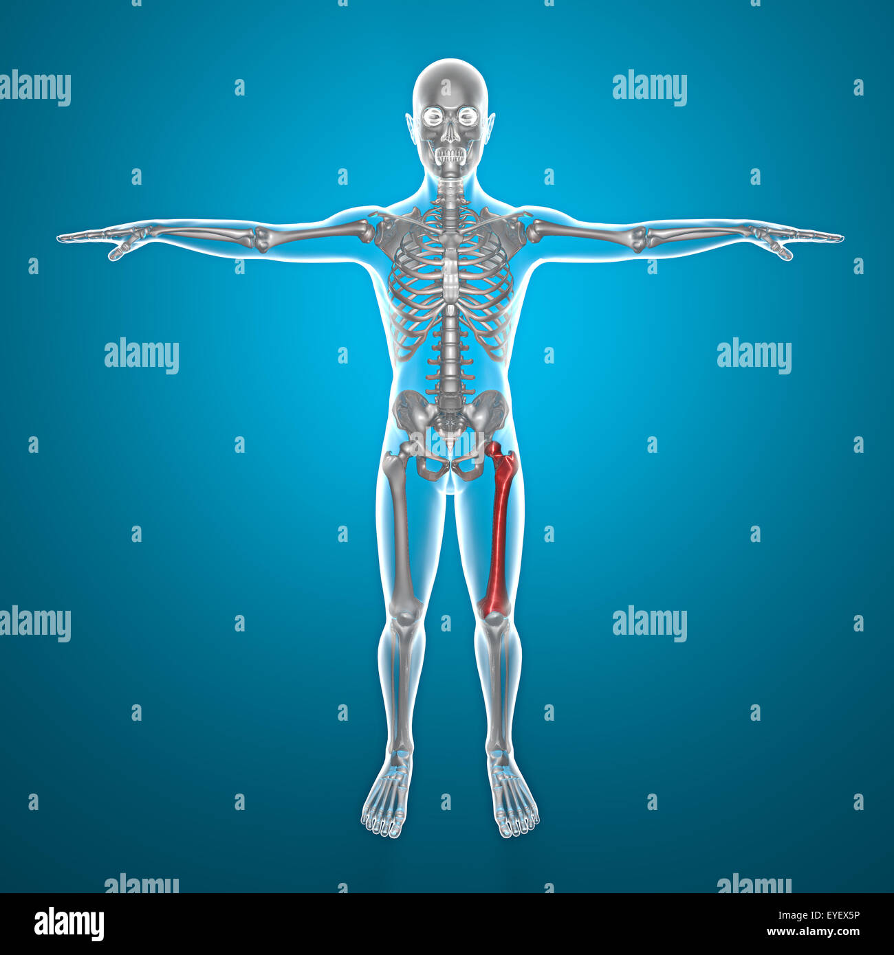 X ray du corps humain et le squelette de douleur dans la jambe Photo ...