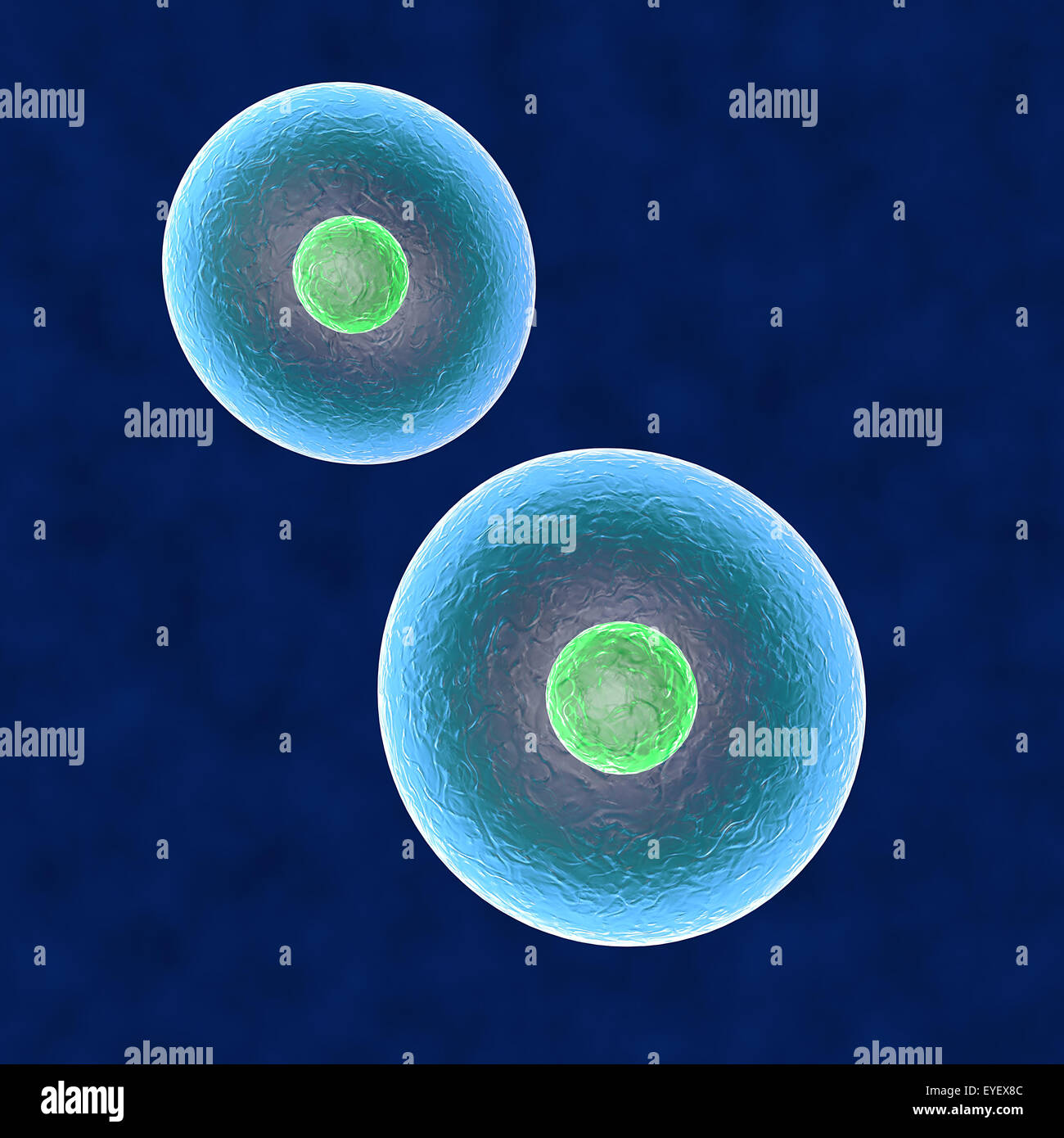 Cellule du corps humain Banque de photographies et d’images à haute ...