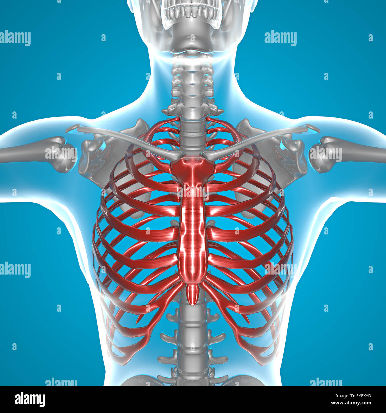 Anatomie thorax Banque de photographies et d’images à haute résolution ...