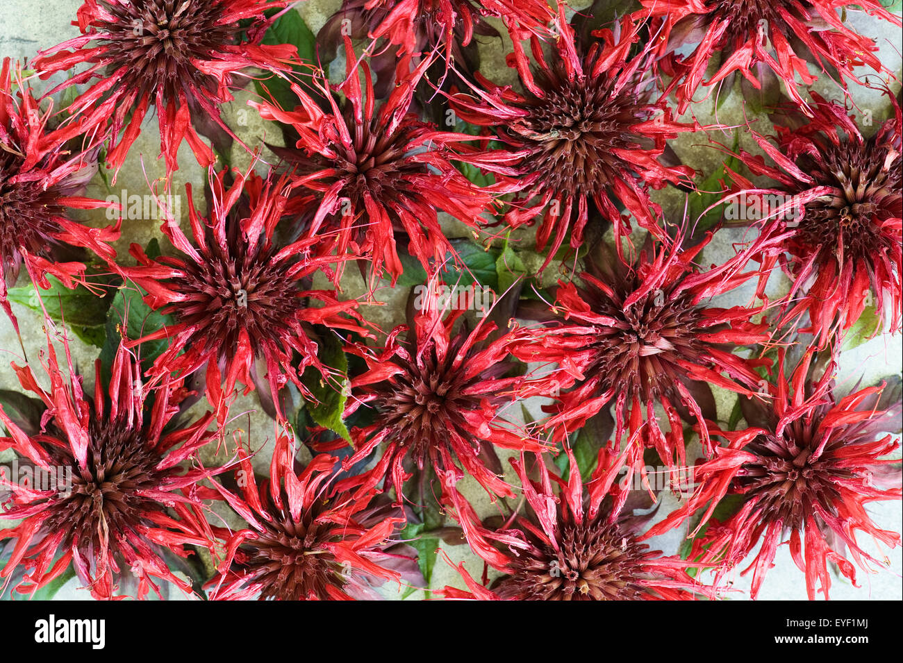 Fleurs de monarde Banque de photographies et d’images à haute ...