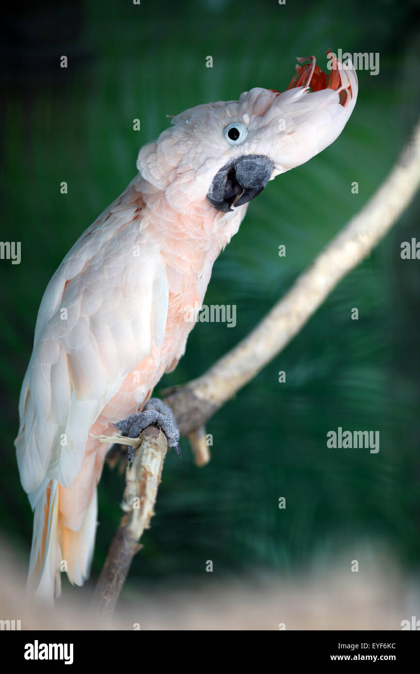Perroquet rose Banque de photographies et d’images à haute résolution ...