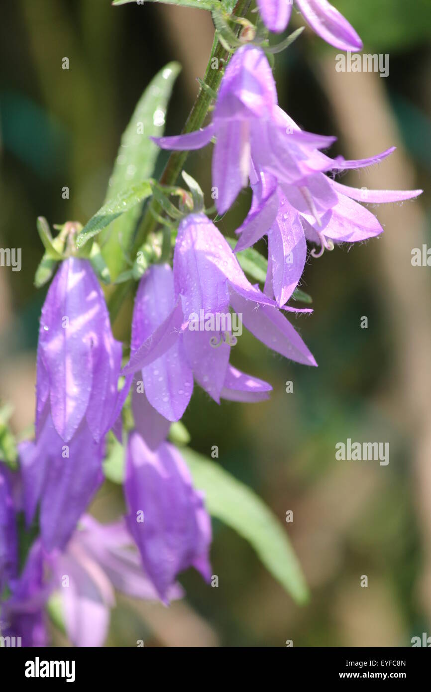 Fleur de clochette Banque de photographies et d’images à haute ...