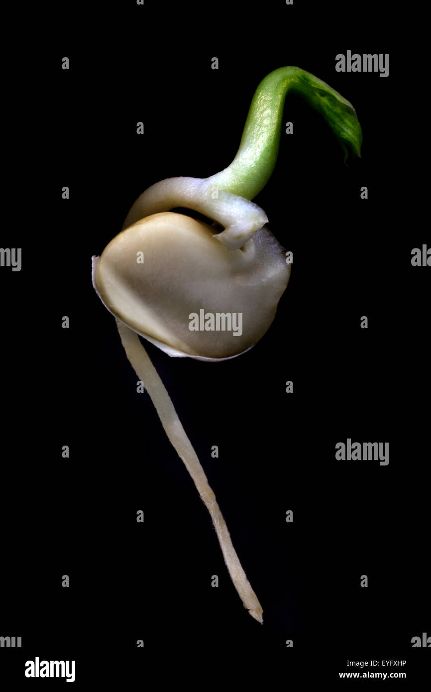 Germination haricot Banque de photographies et d’images à haute ...