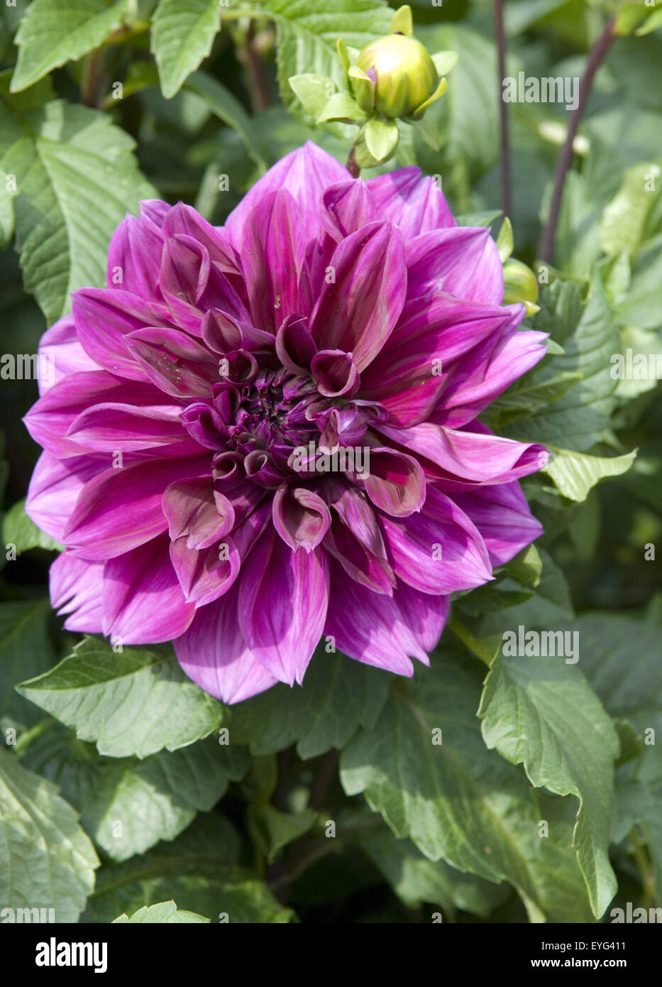 Dahlia thomas edison Banque de photographies et d’images à haute ...