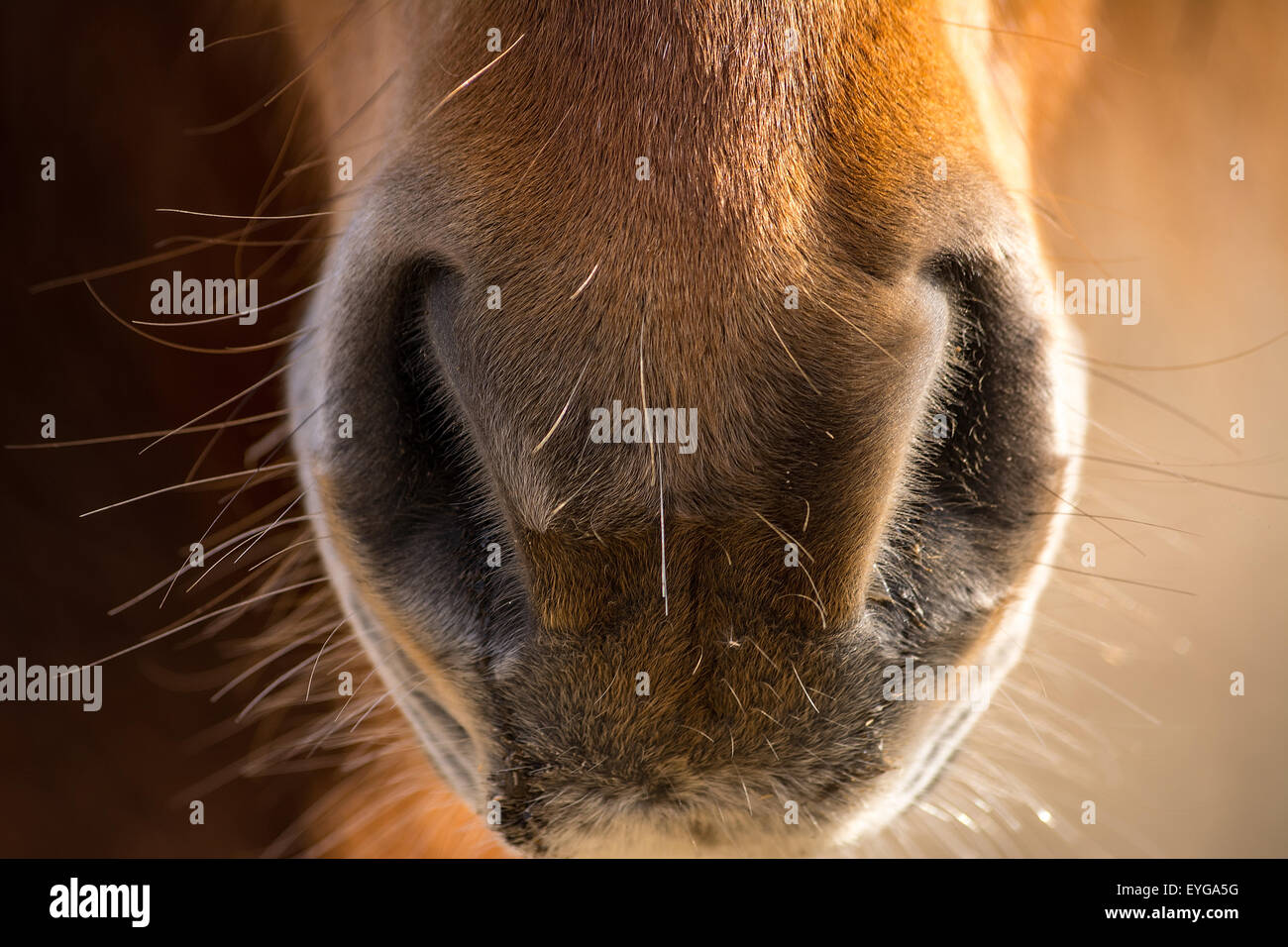 Cheval bouche Banque de photographies et d’images à haute résolution ...