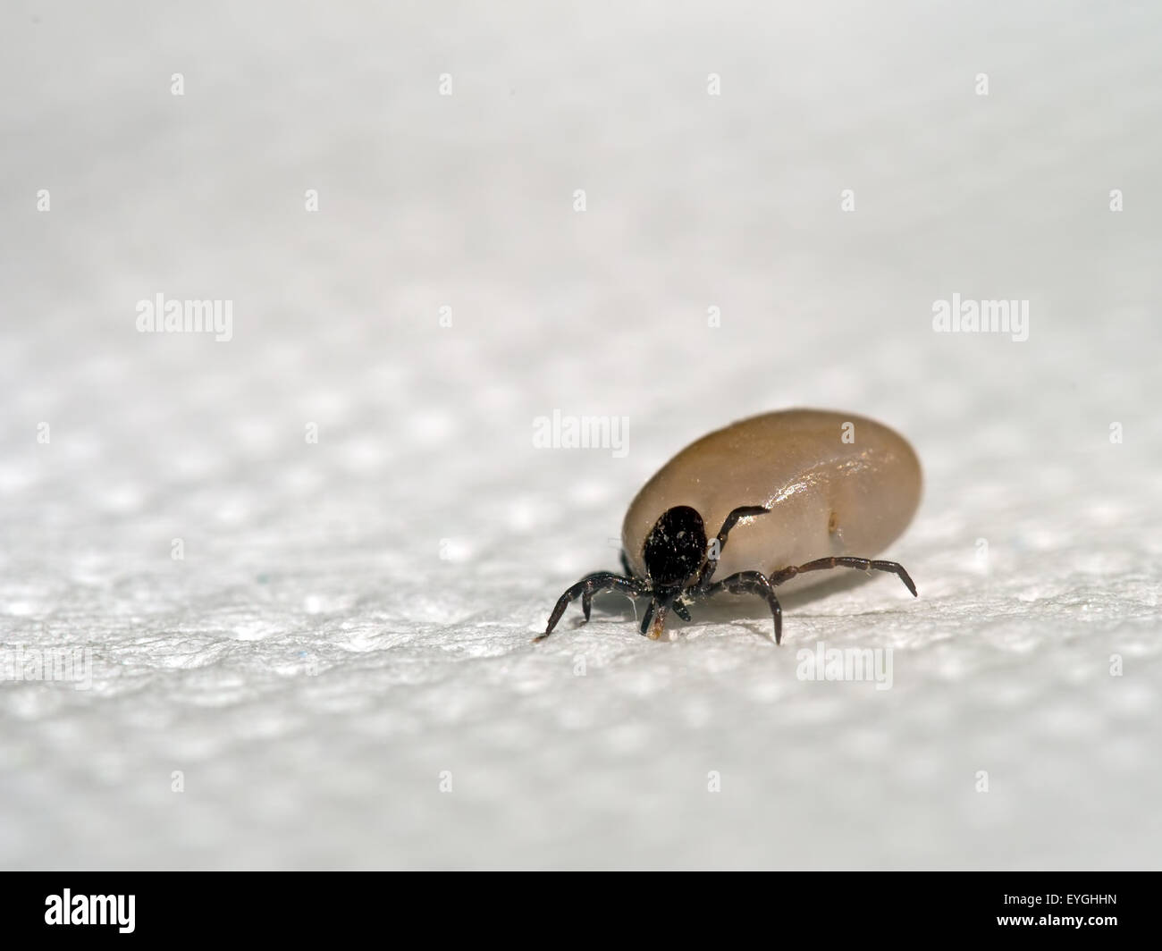 Tick insect Banque de photographies et d’images à haute résolution - Alamy