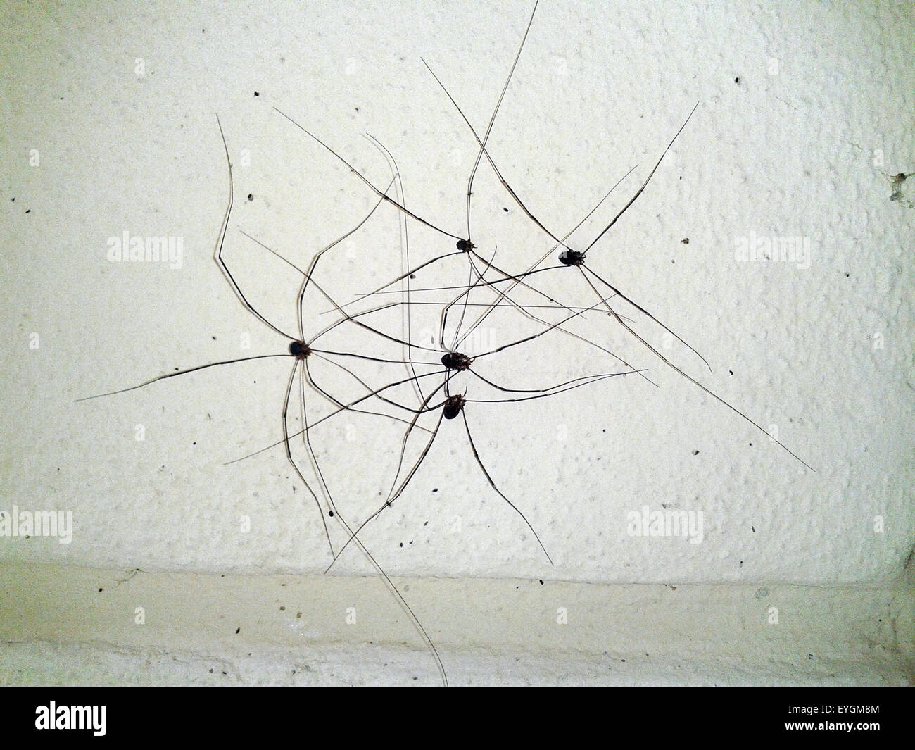 Weberknecht art Banque de photographies et d’images à haute résolution ...