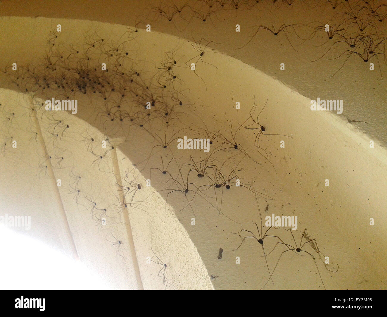 Weberknecht art Banque de photographies et d’images à haute résolution ...