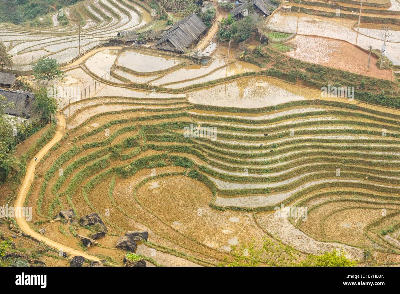 Les terrasses de riz de courbe dans le village de Tavan SAPA, Vietnam ...