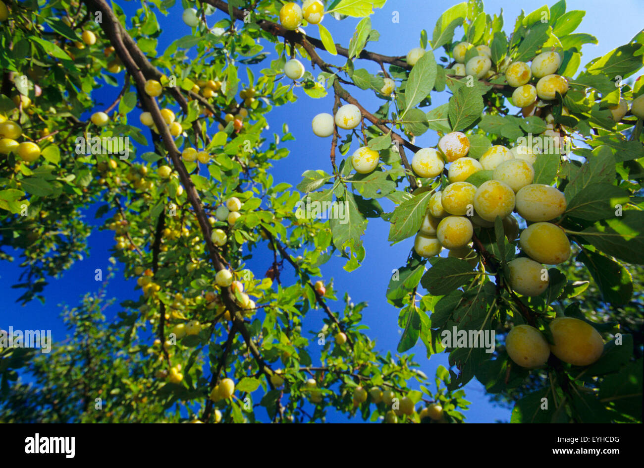 Arbre mirabelles Banque de photographies et d’images à haute résolution ...