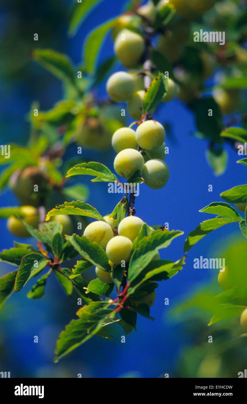 Arbre Mirabelles Banque d'image et photos - Alamy