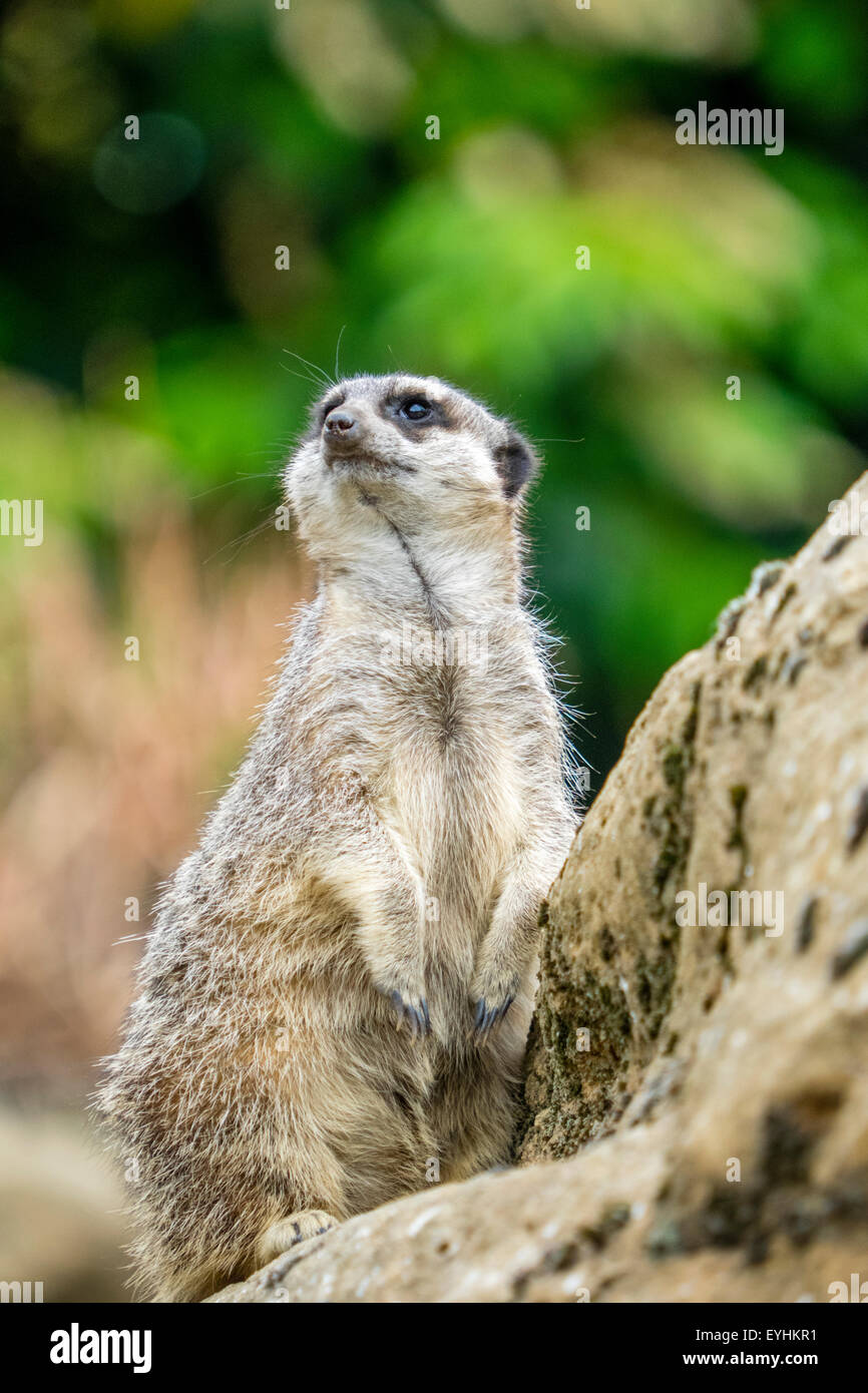 Suricates kalahari Banque de photographies et d’images à haute ...
