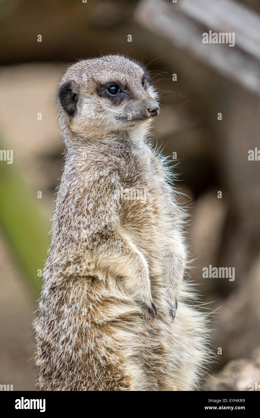 Suricates kalahari Banque de photographies et d’images à haute ...