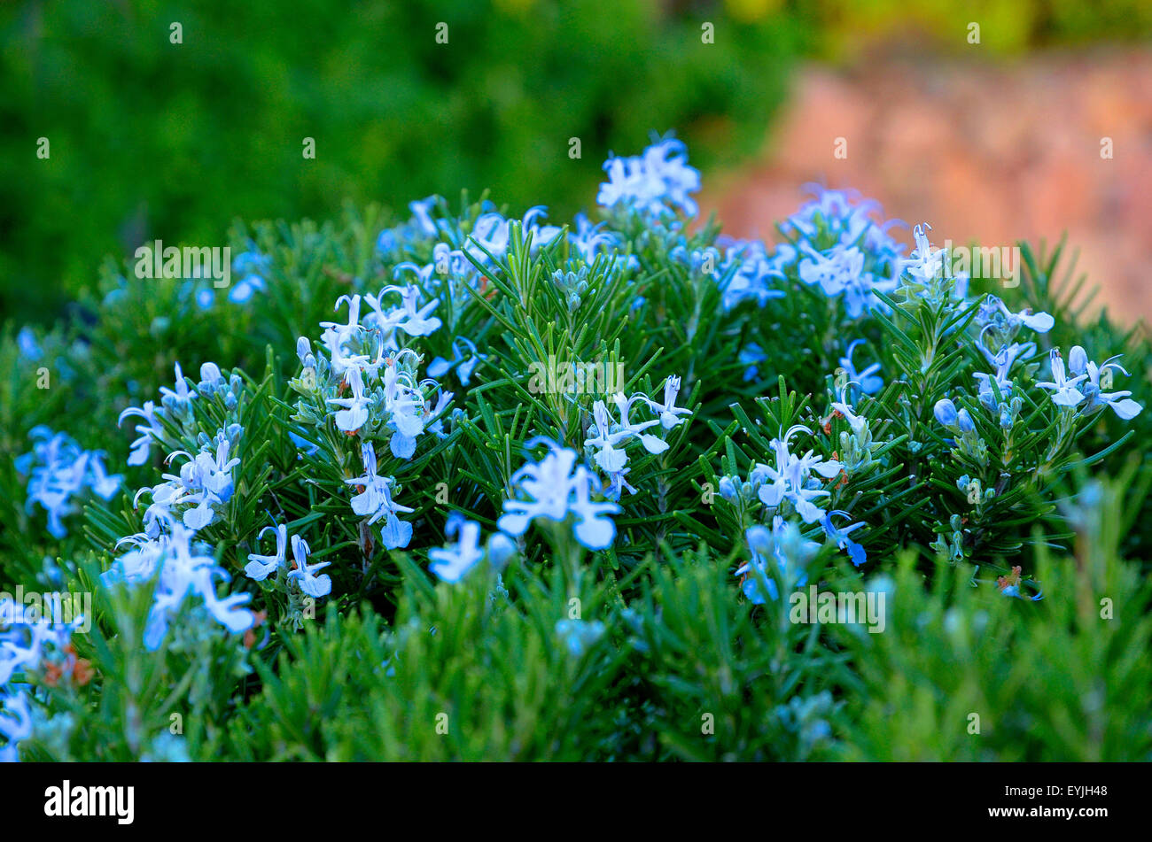 Fleurs de romarin Banque de photographies et d’images à haute ...