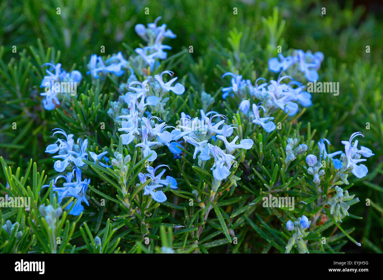 Fleurs de romarin Banque de photographies et d’images à haute ...