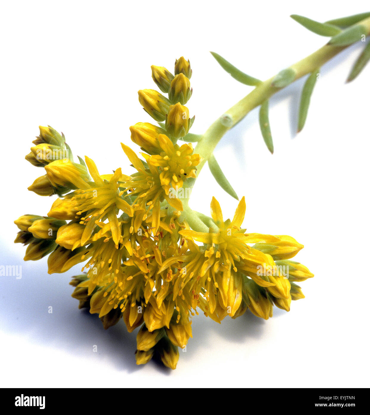 Sedum reflexum Banque d'images détourées - Alamy