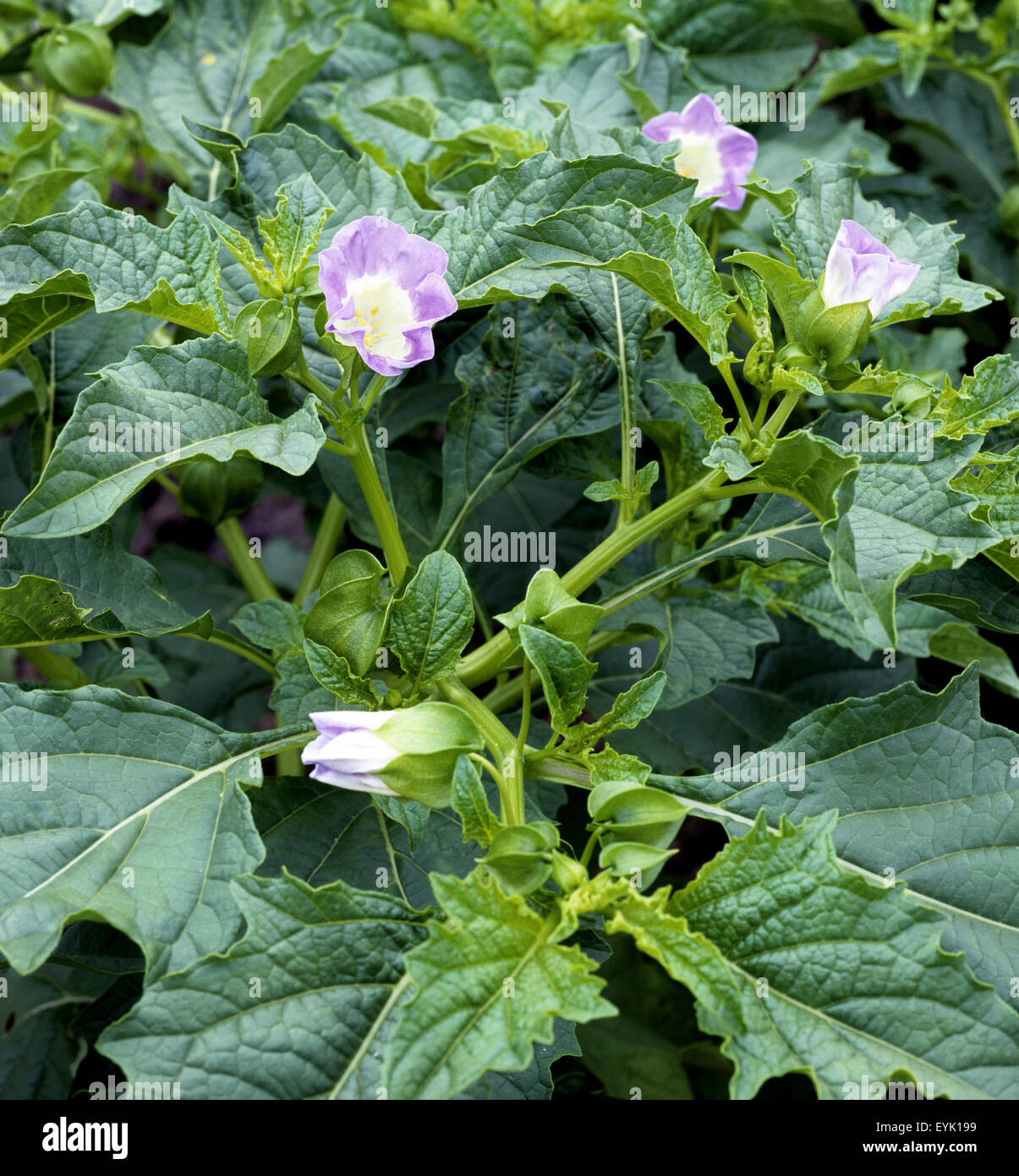 Nicandra physaloides Banque de photographies et d’images à haute ...