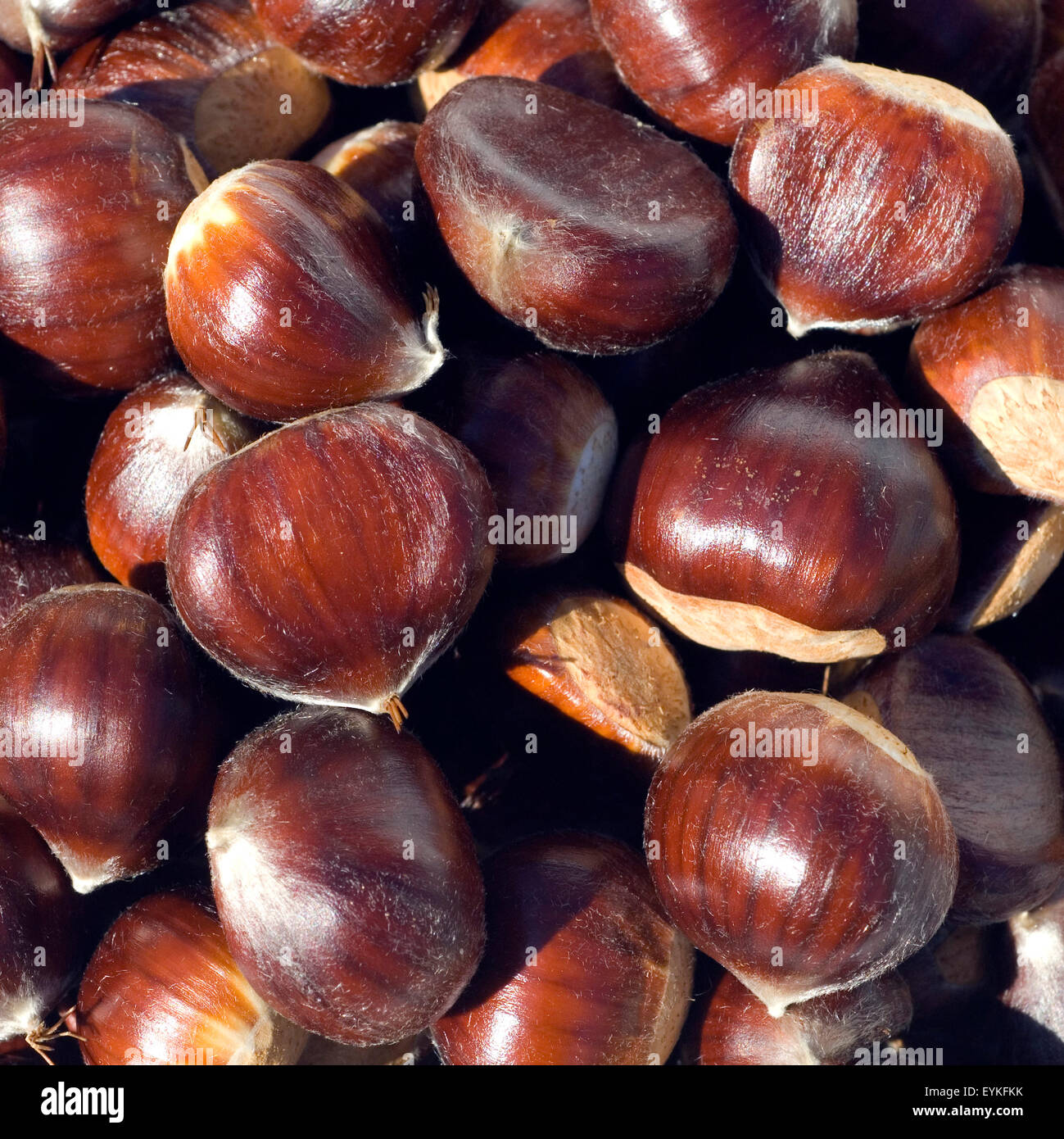 Esskastanien, Edelkastanie, Castanea sativa, Heilpflanzen, Fruechte ...